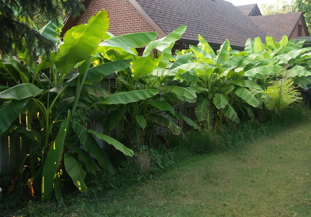 15 Cold Hardy Tropical and Tropical-Looking Plants
