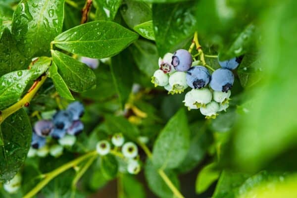 Growing Huckleberries: Best Species, Planting, Care, and Harvest