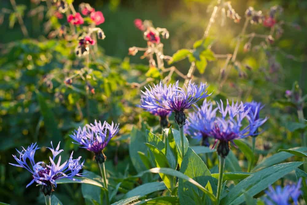 Naturalistic Gardening: Learn All About This Low-Maintenance Garden Style