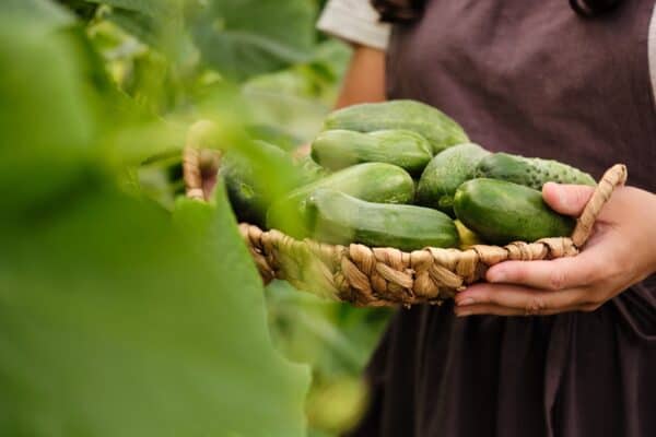 The Essential Guide to Canning Cucumbers