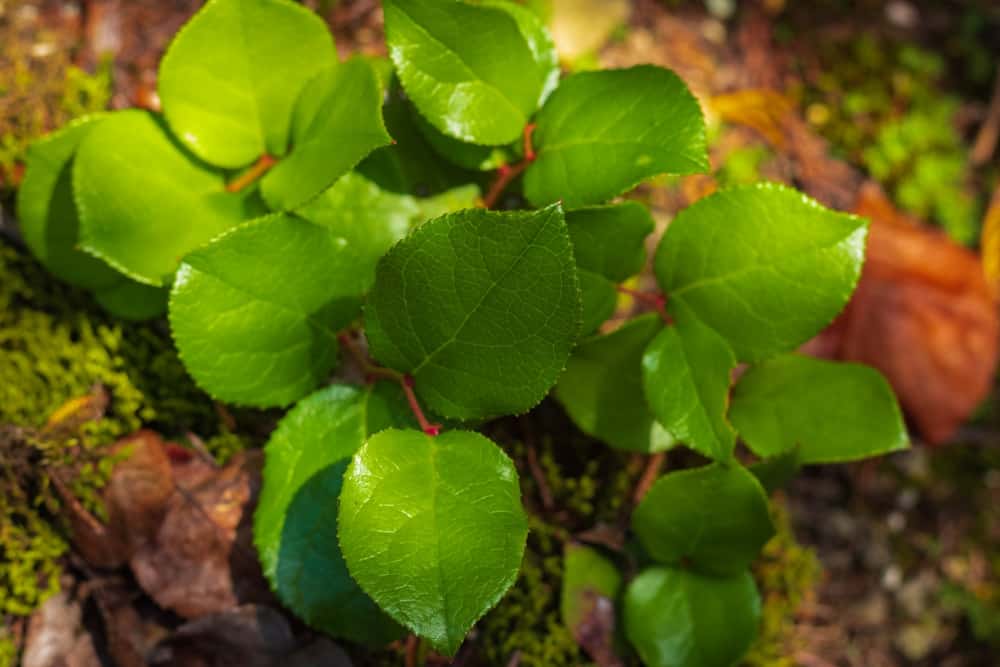 Growing Salal For Food and Beauty in Your Home Garden
