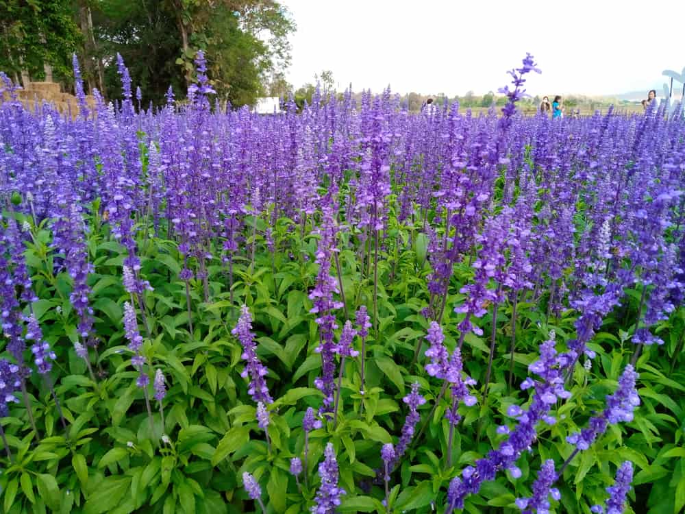 Naturalistic Gardening: Learn All About This Low-Maintenance Garden Style
