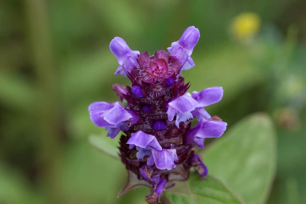Growing Self-Heal Plant For Your Homestead Medicine Cabinet