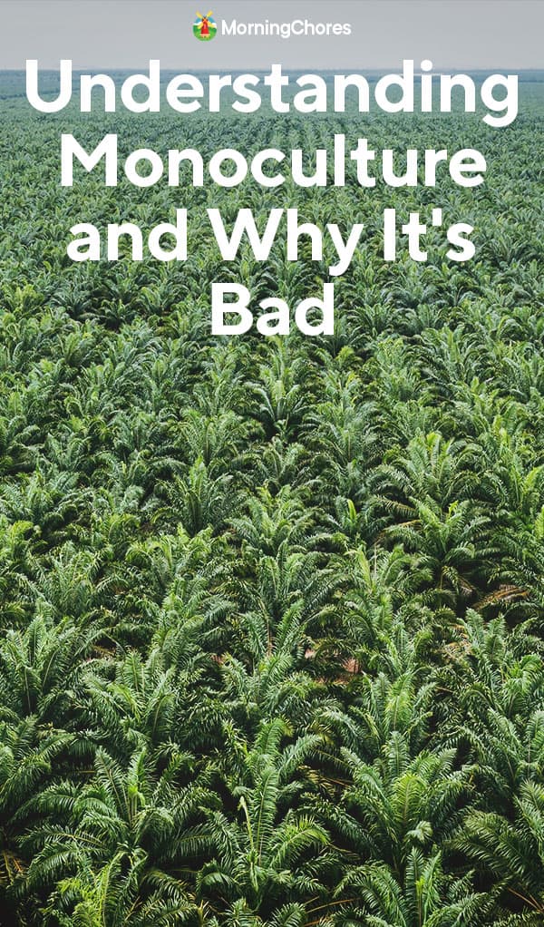 Understanding Monoculture and Why It's Bad