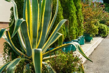 Everything You Need To Know About Growing Agave
