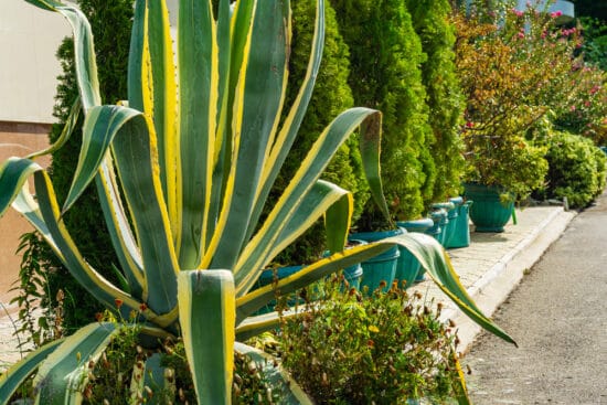 Everything You Need To Know About Growing Agave