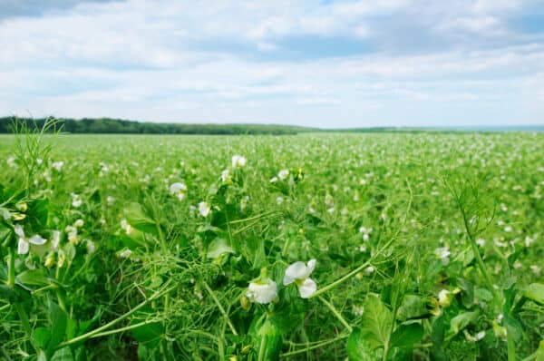 Understanding Monoculture and Why It's Bad