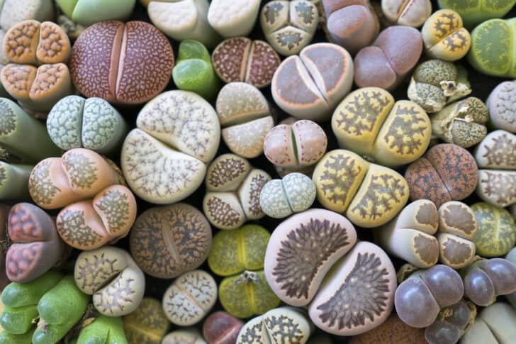 Growing Living Stones: How to Plant and Raise Seriously Cool Lithops