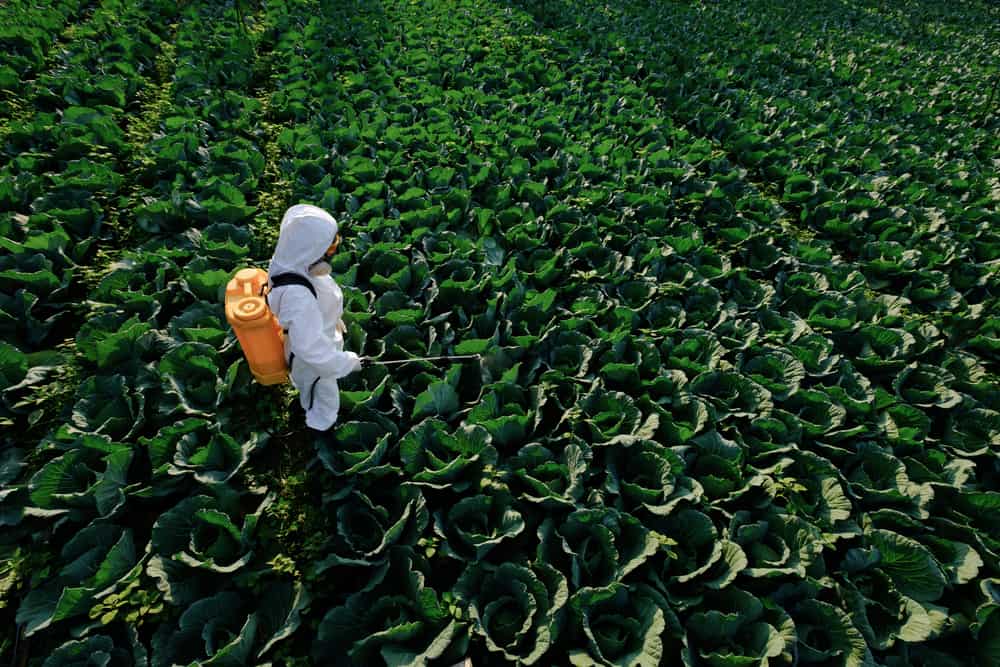 Understanding Monoculture and Why It's Bad