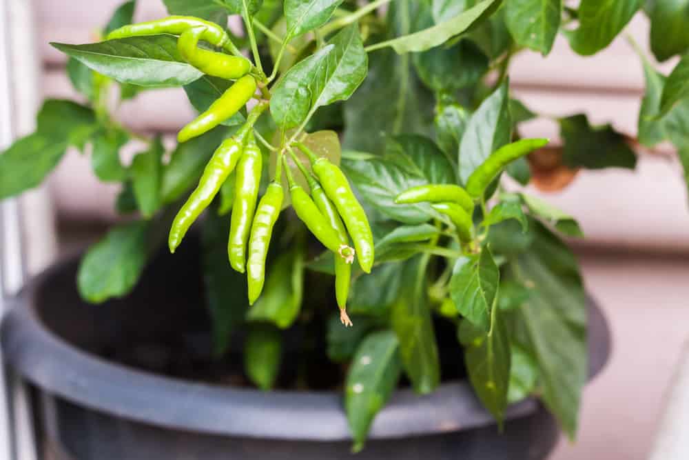 9 Excellent Hot Pepper Plants for Short Seasons or Cold Climates