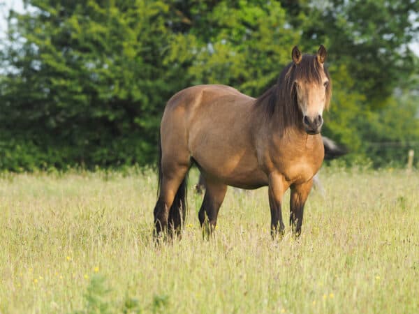 Why The Connemara Pony Is Perfect For Your Homestead