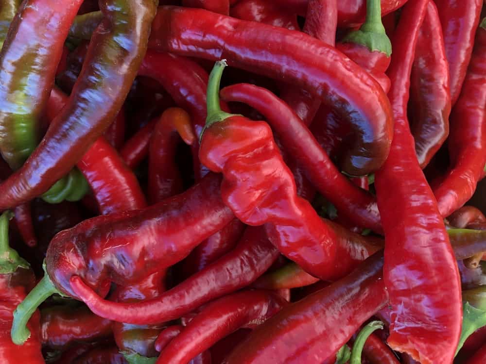9 Excellent Hot Pepper Plants for Short Seasons or Cold Climates