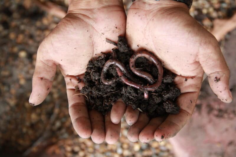 Earthworms: Invasive Pests Or Beneficial Friends?