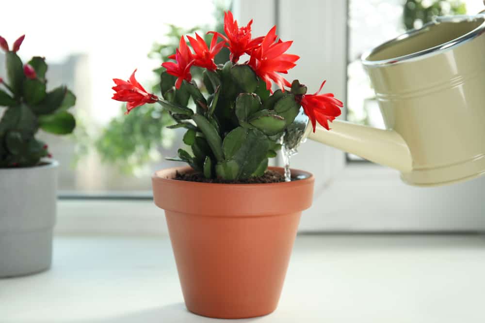 How to Grow Christmas Cactus and Make it Bloom