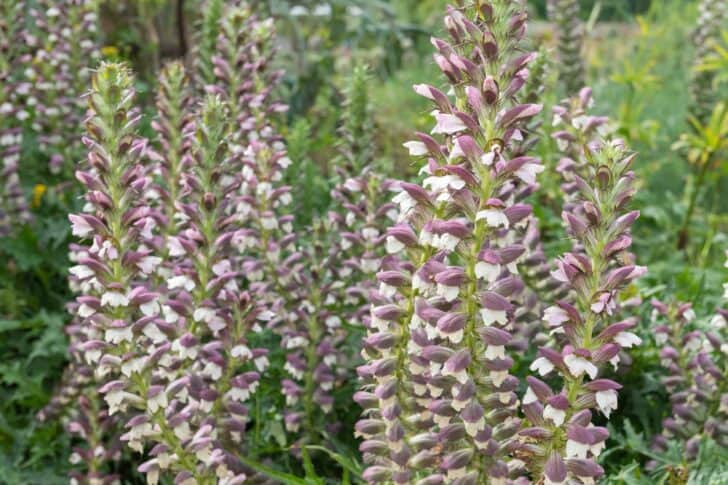 15 Invasive Perennials That Can Take Over Your Garden