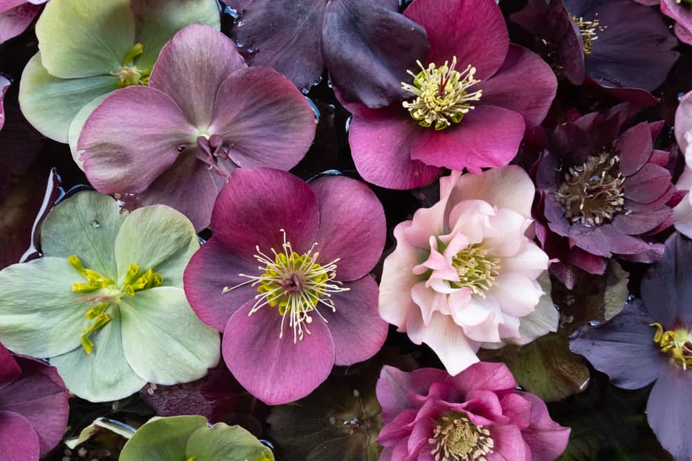 Growing Hellebores: How to Plant and Care for This Winter Bloomer