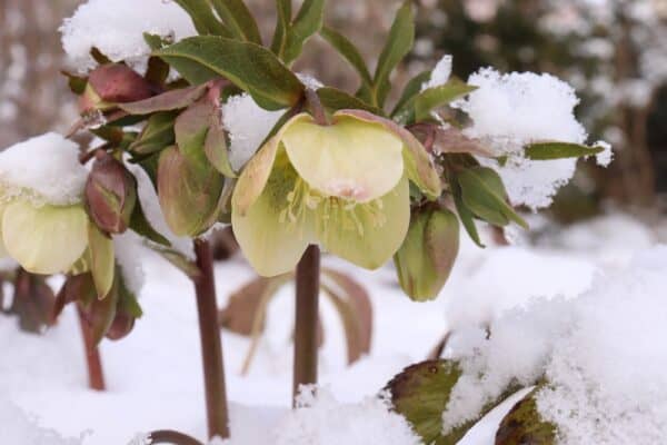Growing Hellebores: How to Plant and Care for This Winter Bloomer