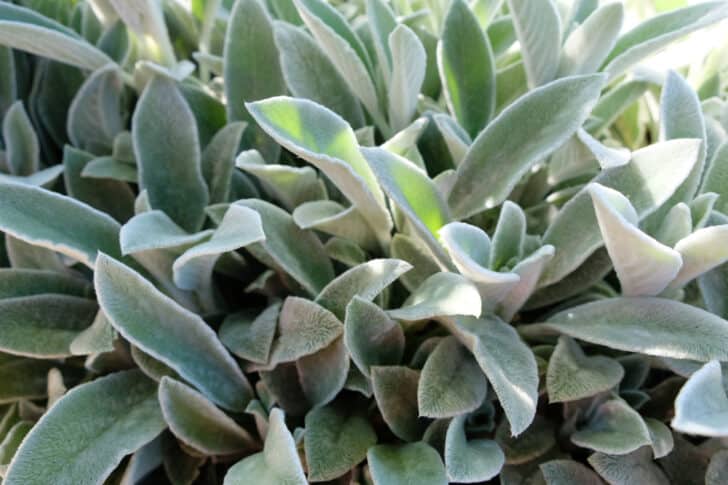 Is Lamb S Ear Invasive