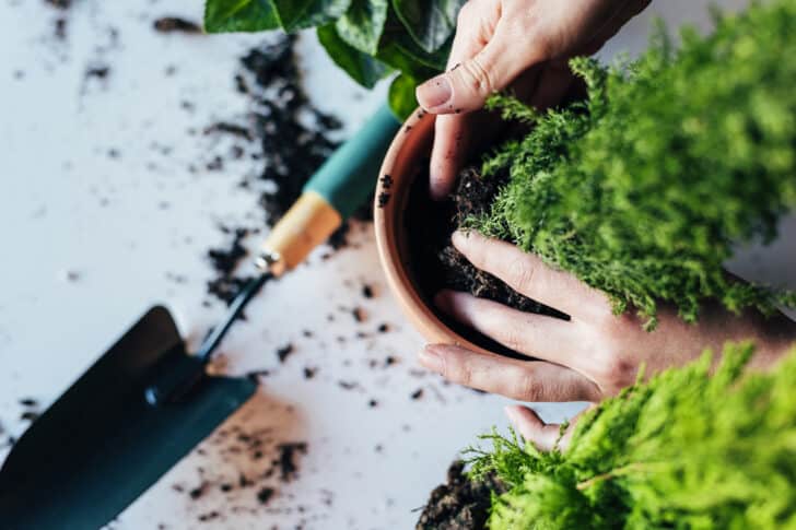 Repotting Houseplants: When, How and Why You Should Repot Your Plant