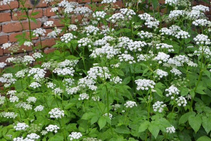 15 Invasive Perennials That Can Take Over Your Garden
