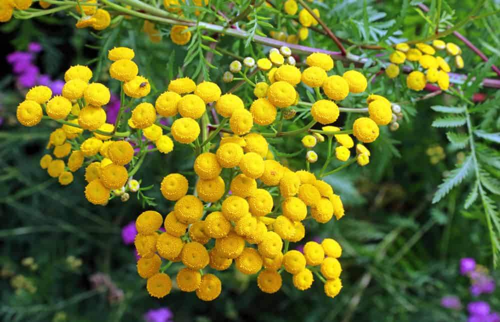 15 Invasive Perennials That Can Take Over Your Garden