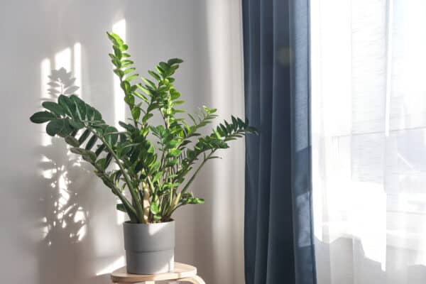 The Complete Guide to Growing and Caring for ZZ Plants
