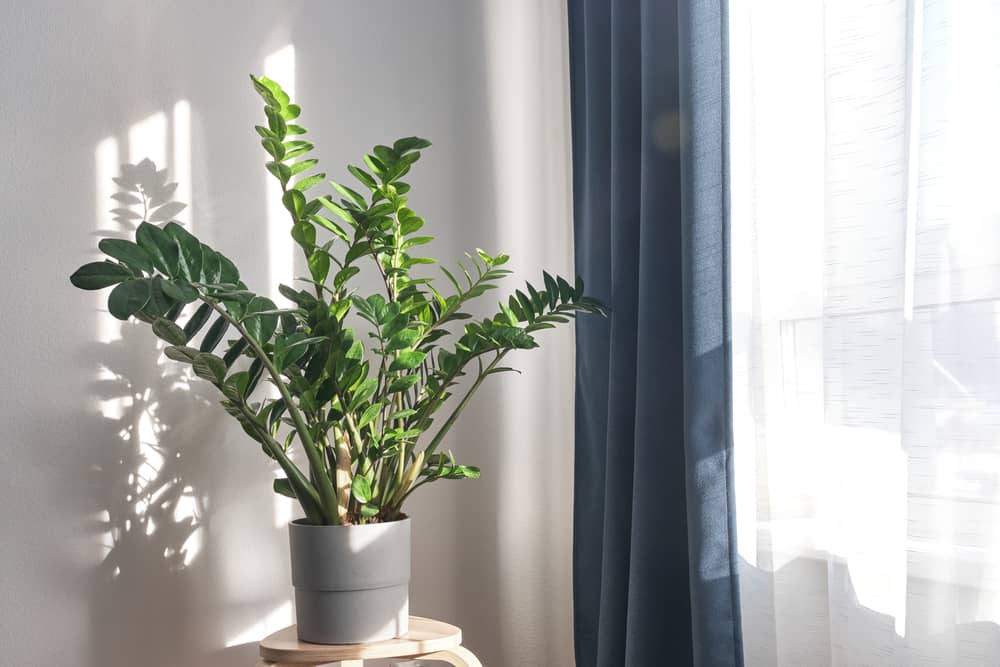 The Complete Guide to Growing and Caring for ZZ Plants