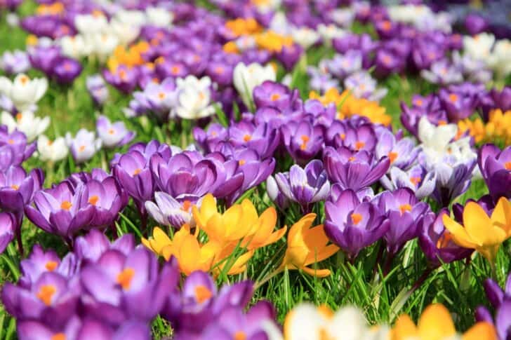 Crocus Home Care