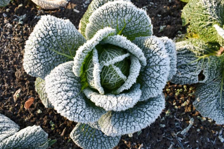 19 Vegetables and Herbs to Plant Before the Last Spring Frost