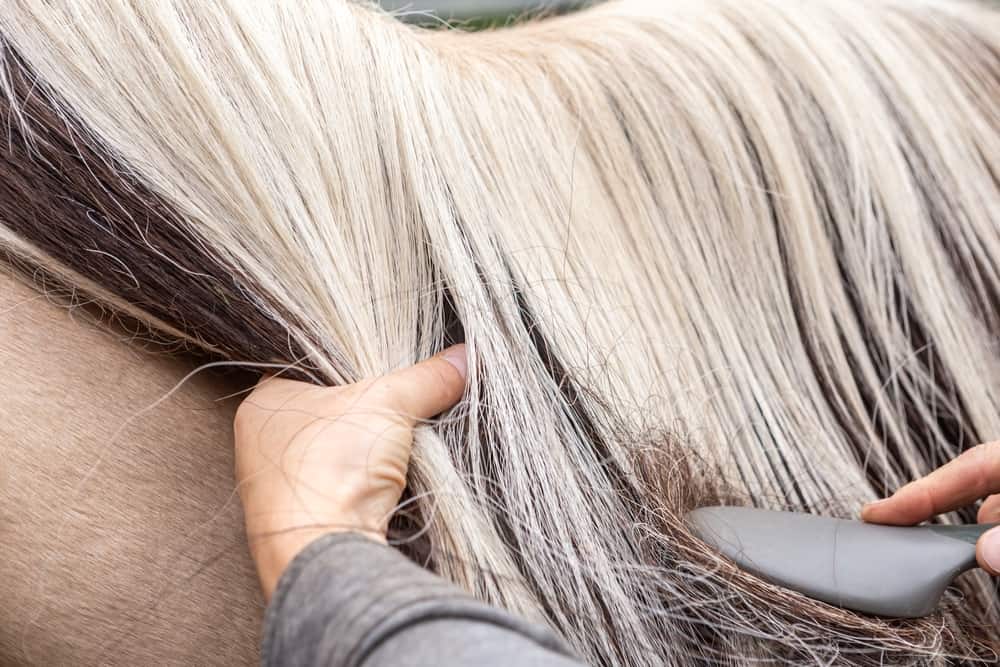 The Basics of Horse Grooming for Beginners