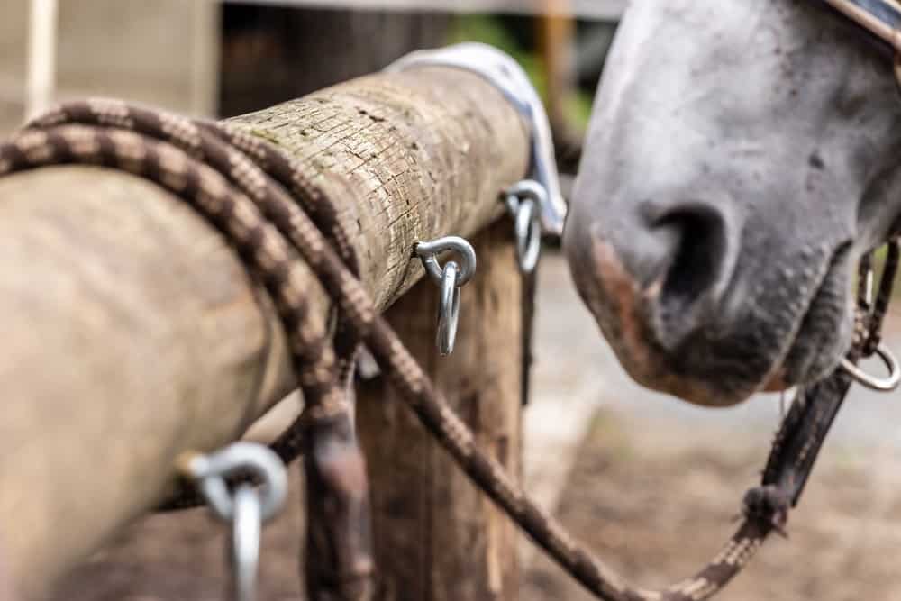 The Basics of Horse Grooming for Beginners
