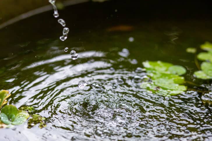 How to Convert a Swimming Pool or Koi Pond for Fish Farming