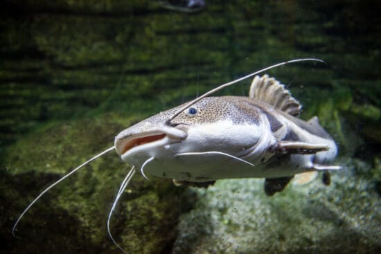 The Best Species to Raise for Backyard Fish Farming