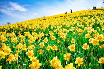 Growing Daffodils: How to Plant and Care for This Early Spring Beauty