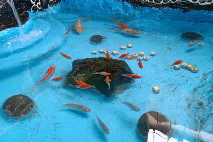 The Best Species to Raise for Backyard Fish Farming