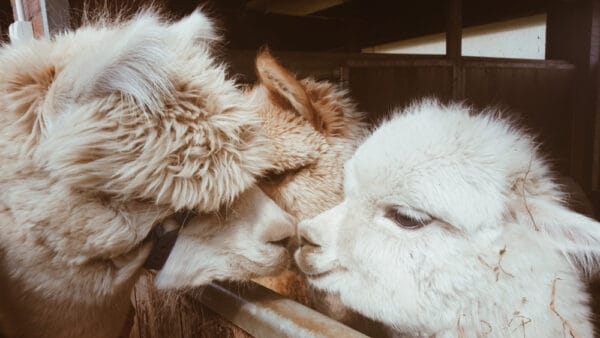 How to Care for Alpacas and Why You Should Keep Them Around