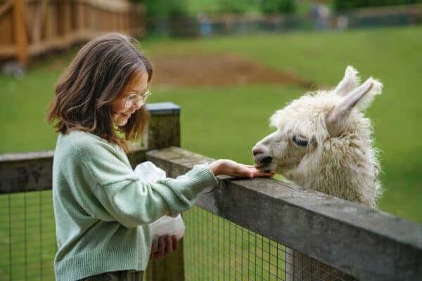 How to Care for Alpacas and Why You Should Keep Them Around