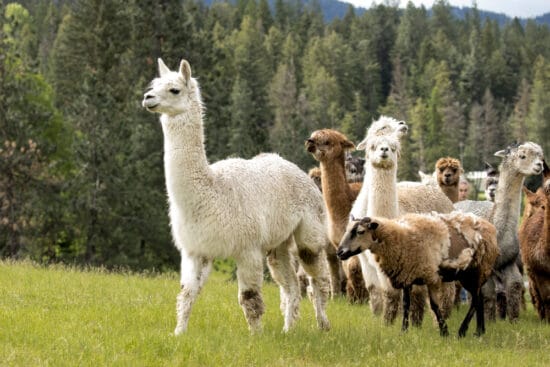 How to Care for Alpacas and Why You Should Keep Them Around