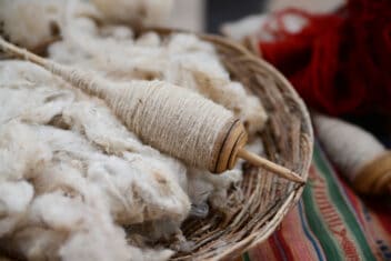 How to Care for Alpacas and Why You Should Keep Them Around