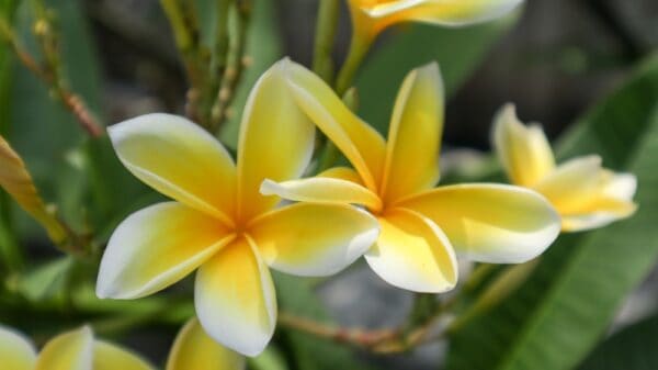 Growing Magnolias: How to Plant and Care For These Marvelous Bloomers