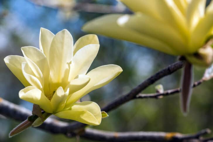 Growing Magnolias: How to Plant and Care For These Marvelous Bloomers