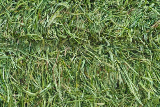5 Fodder Types Explained and How to Know Which You Should Use