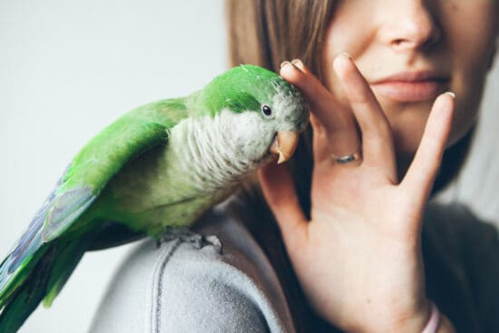 What to Know About Emotional Support Animals (and Which is Best For You)
