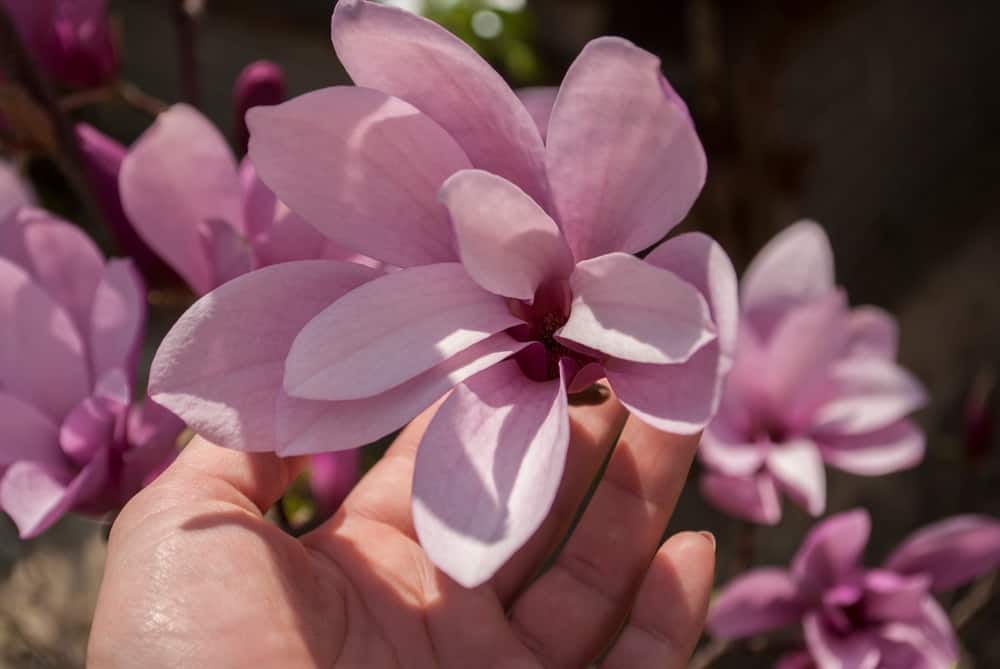 Growing Magnolias: How to Plant and Care For These Marvelous Bloomers