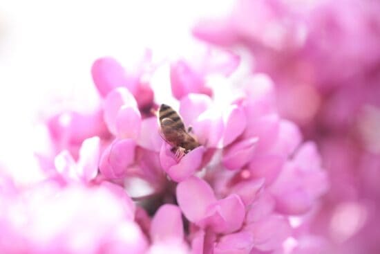 Growing Redbuds: How to Plant and Care for These Spring Superstars