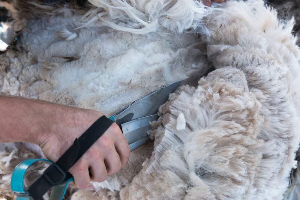 How to Care for Alpacas and Why You Should Keep Them Around