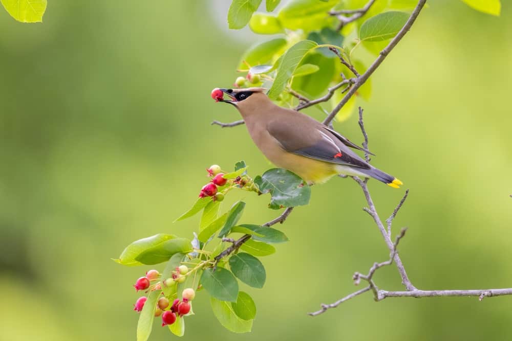 Your Foolproof Guide to Growing Delicious Serviceberries
