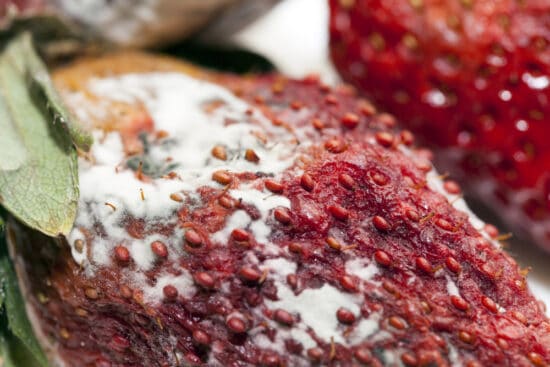 How to Treat and Prevent Botrytis Fruit Rot in Strawberries