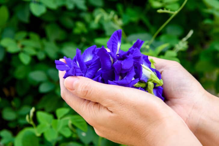 How to Grow and Raise Beautiful Butterfly Peas