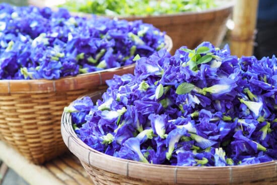 How to Grow and Raise Beautiful Butterfly Peas